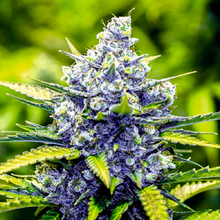 Auto Blue Cheese | Divine cannabis seeds bank